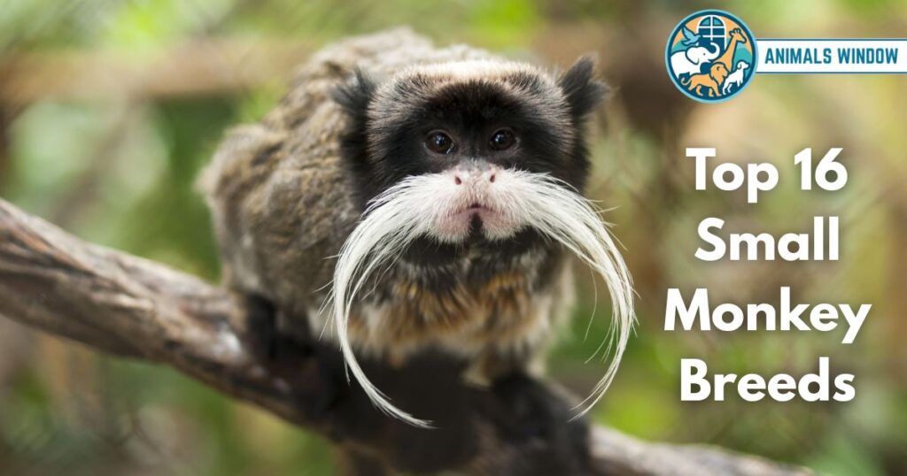 16 Small Monkey Breeds (With Pictures & Unique Facts)